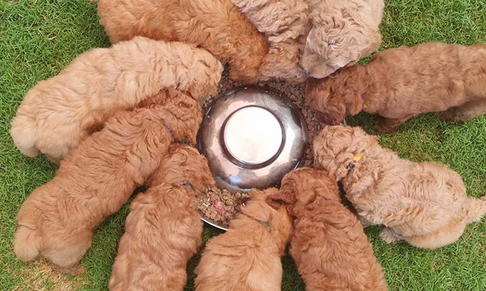 The Groodle Dog Breed: History, Temperament, Care, and More