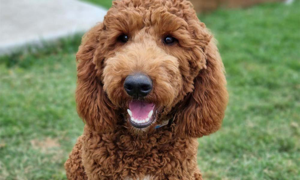 Groodle Exercise Needs: Keeping Your Groodle Fit and Active