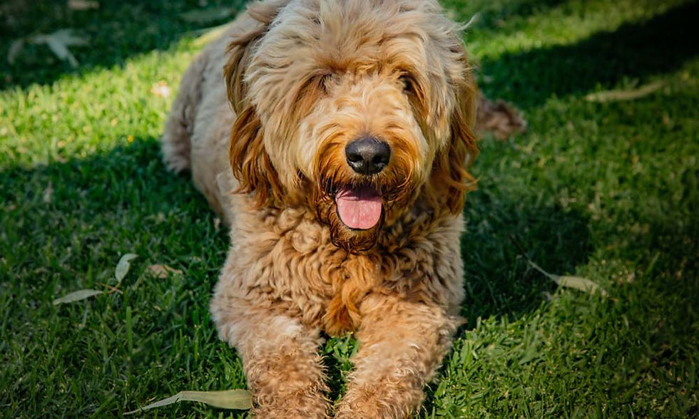 Bringing Home a Groodle: A First-Time Owner's Guide