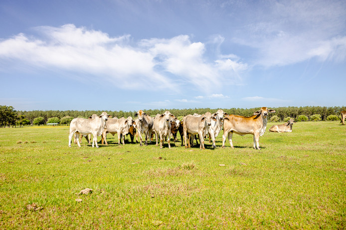 Land For Sale | Lakeland Ranch