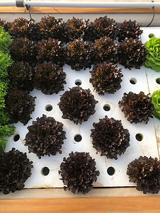 Agricultural Applications | Styrotex EPS