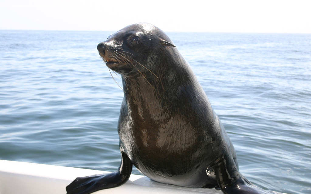 Mola Mola Safaris | Marine Life | Namibia
