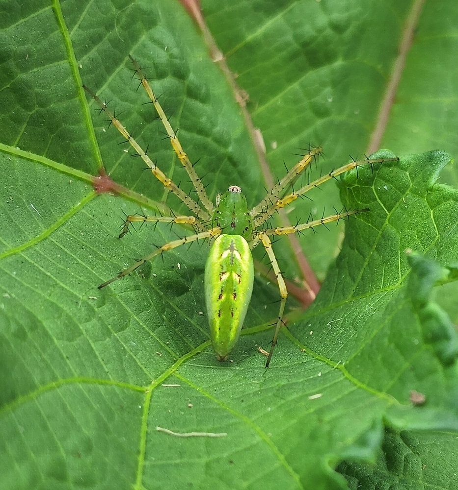 Green Lynx Spider