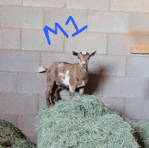 Nigerian Dwarf - Buckling - M1 | BOKY Ranch