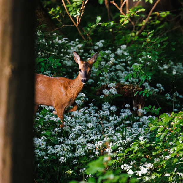 Hunting | robin-maas.com