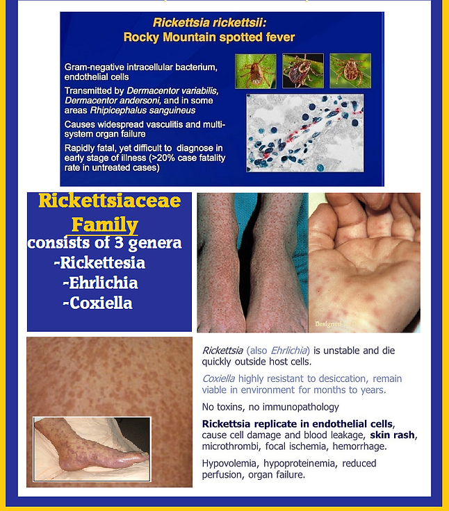 Ehrlichia and Anaplasmosis