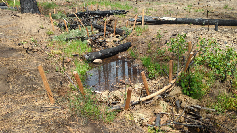 Symbiotic Restoration / California PBR / Post Fire Restoration