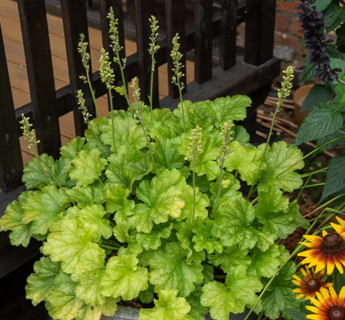 Гейхера Lime Americano | НОВИЙ САД