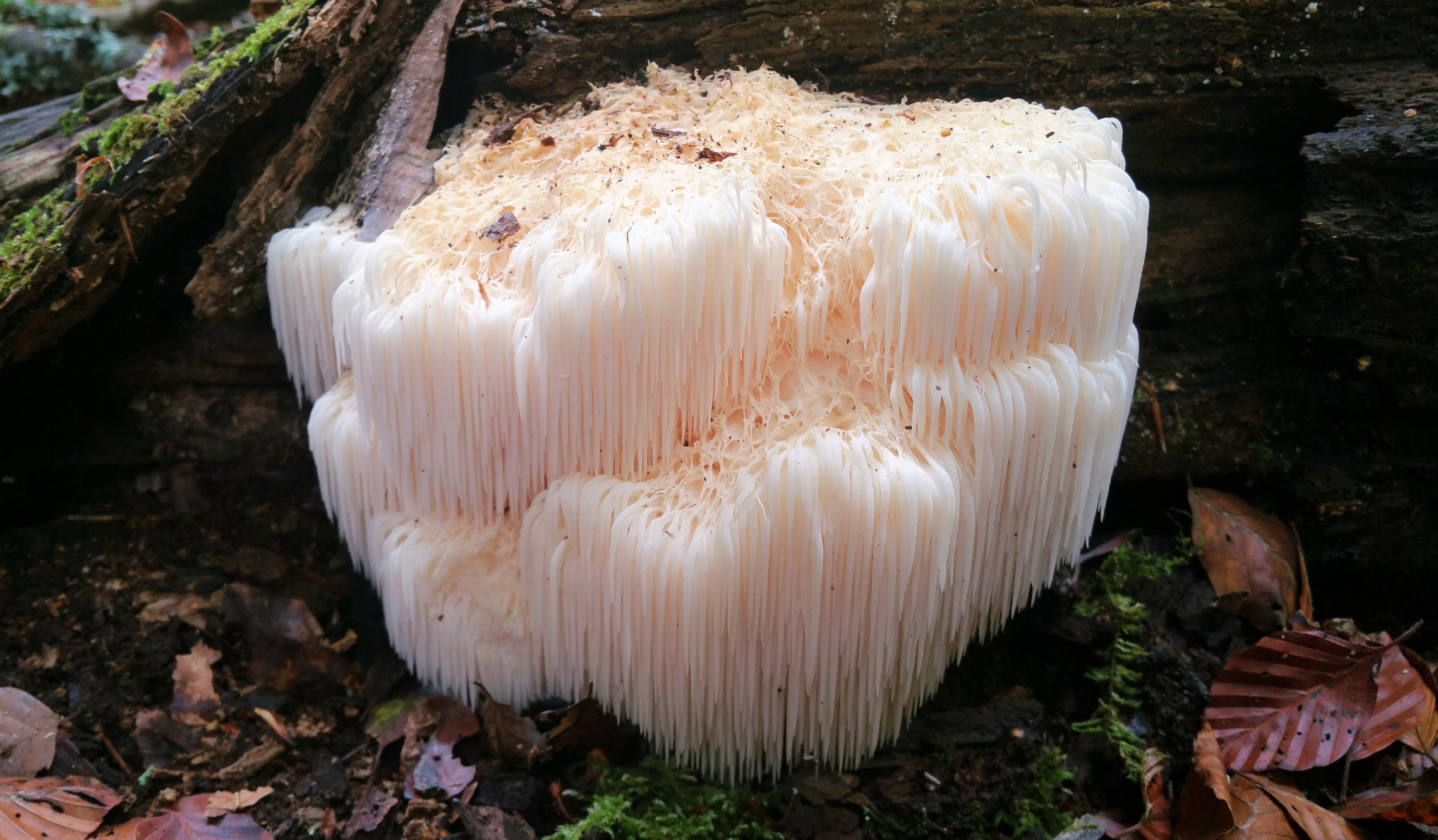 Dark Cep | Forager's Calendar