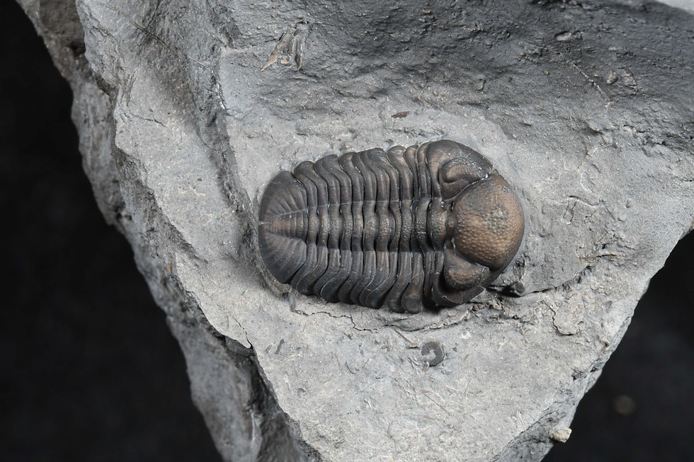 Trilobites | Stormbed Paleontolog 2/2