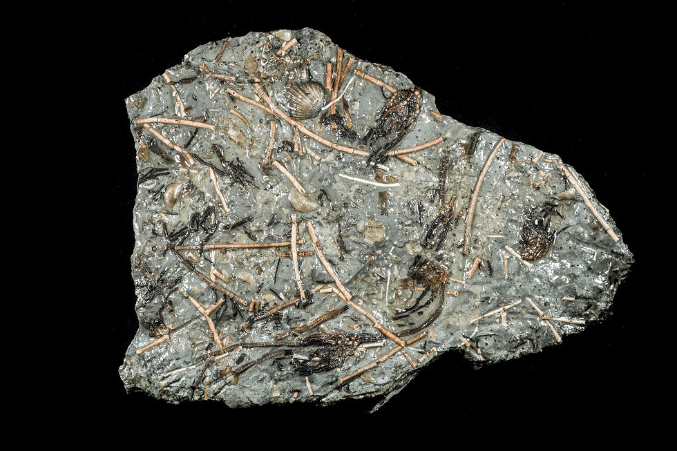 All Fossils | Stormbed Paleontolog