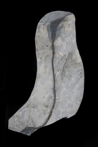EPIC Dendrocrinus celsus Crinoid - Rochester Shale, Silurian | Stormbed ...
