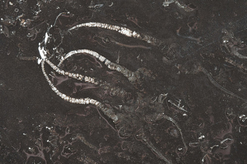 Echinoderm multiplate - Syringocrinus sp, Ectenocrinus simplex ...