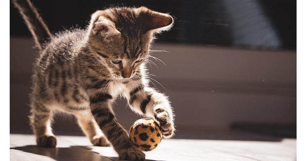 FeLV em Gatos: Diagnóstico e Manejo da Leucemia Felina