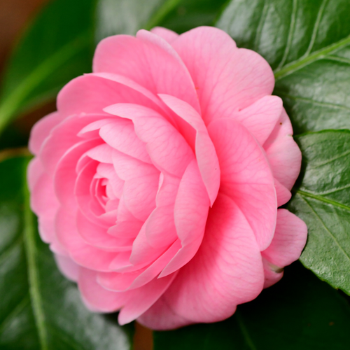 Camelia Rosa Japonica - Piante Ornamentali | Piantedafrutta.com | Italia