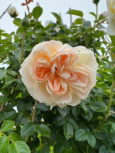 Rosa Rampicante Rosa antica color Rosa Cipria | Piantedafrutta.com