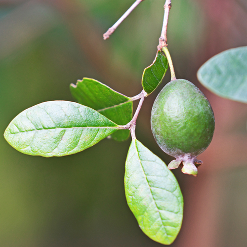 Feijoa Unique | Piantedafrutta.com | Italia