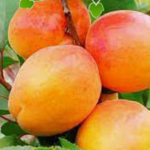 Albicocchi San Castrese | Piantedafrutta.com | Italia