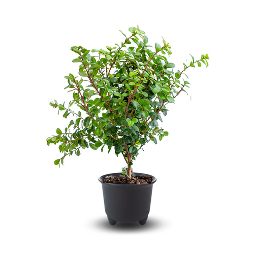 Mirto – Myrtus Microphylla | Piantedafrutta.com