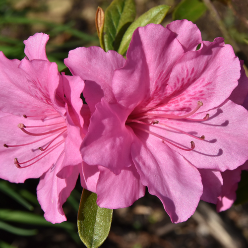 Azalea Rosa - Piante Ornamentali | Piantedafrutta.com | Italia