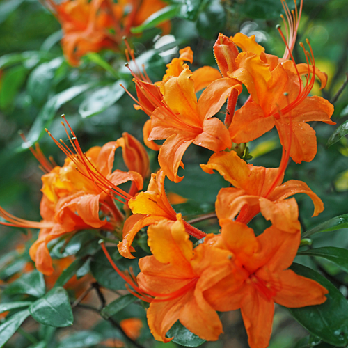 Azalea a piramide Arancio | Piantedafrutta.com | Italia