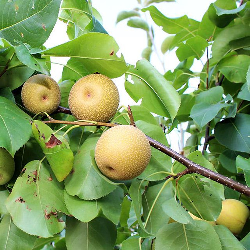 Nashi Kosui | Piantedafrutta.com