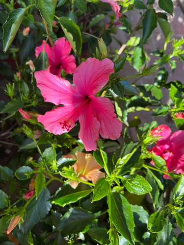 Hibiscus Cespuglio ROSA | Piantedafrutta.com