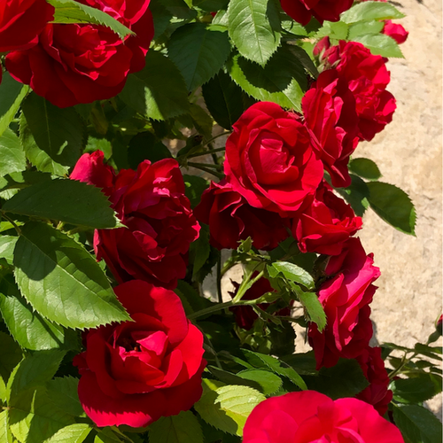 Rosa Rampicante Rosso Geranio Fiore Piccolo | Piantedafrutta.com