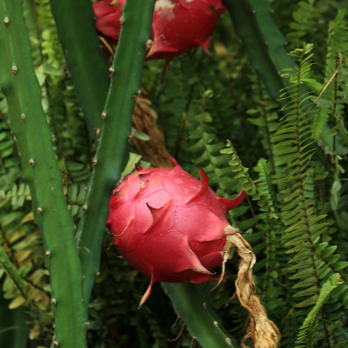 Pitaya ( Frutto del Drago ) pianta da frutto esotico tropicale ...