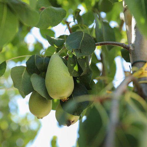 Peri Spadona di Castel Madama | Piantedafrutta.com