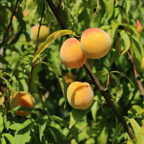 Pesche Percoche Carson | Piantedafrutta.com