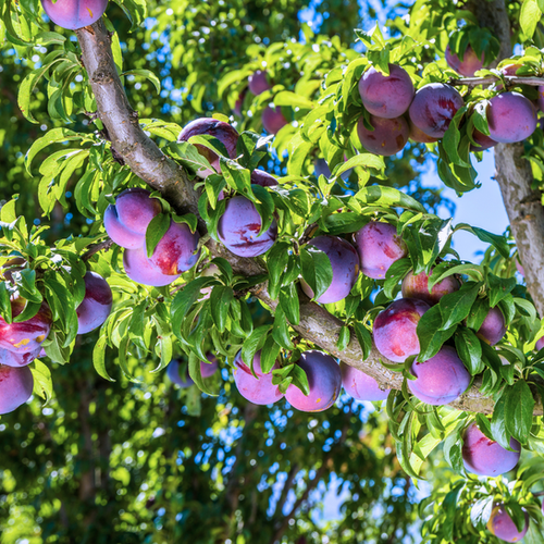 Susini Damaschina | Piantedafrutta.com