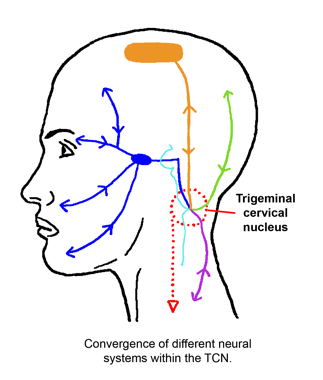 HEADACHES AND THE NECK