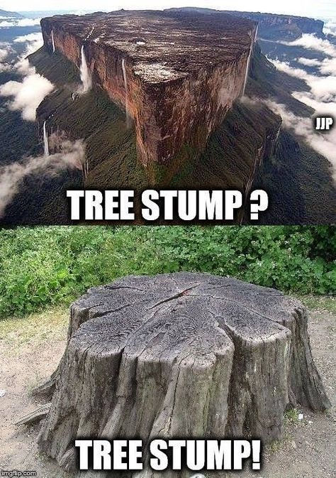 Giant Pre-Flood Trees? | Good Lion TV