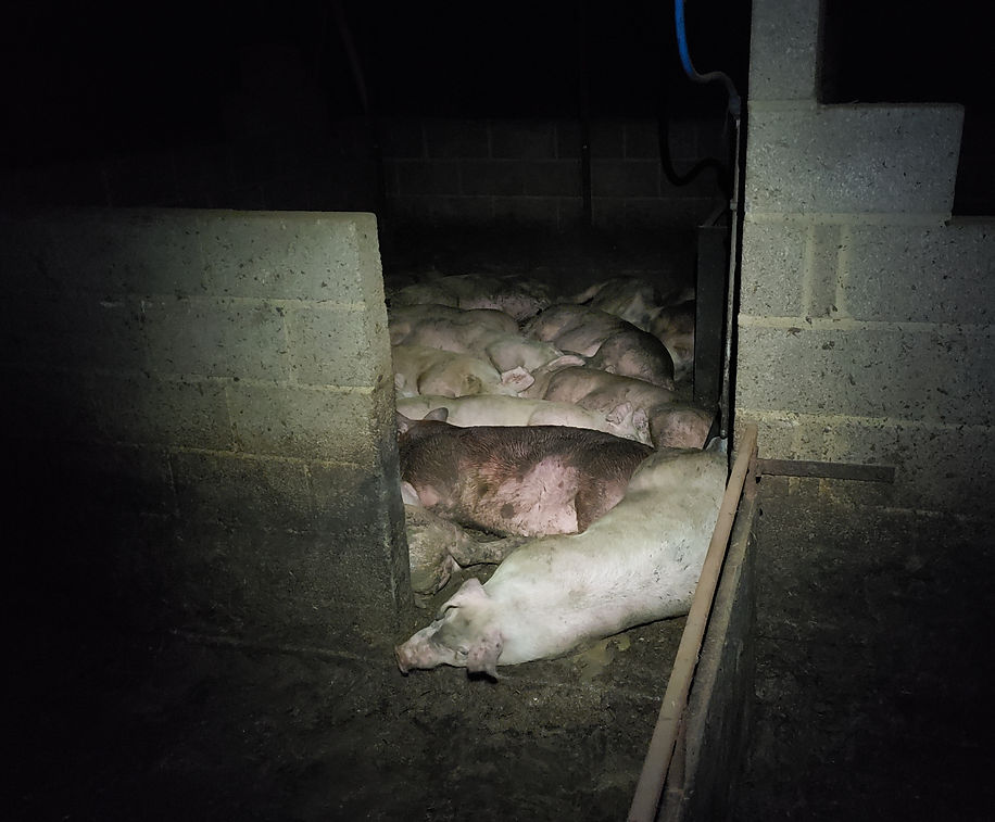 Animal Rising | Transformative Campaigns For All Life