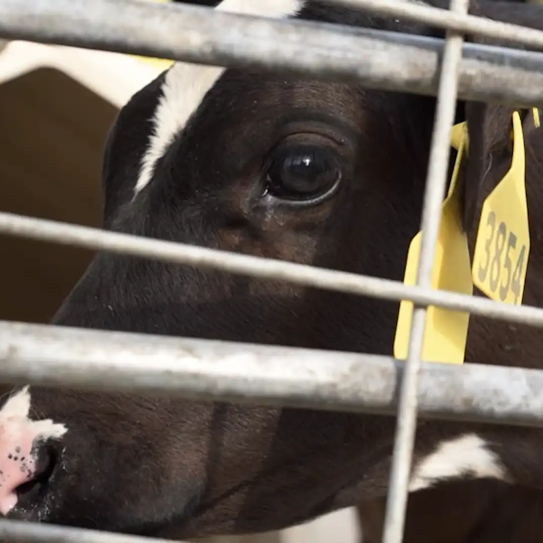 ABOUT US | Animal Rising | Animals - Nature - Climate