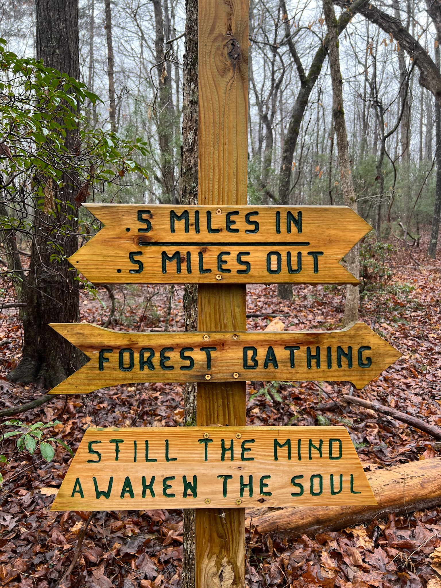 TRAIL OF THE MONTH: FOREST BATHING TRAIL