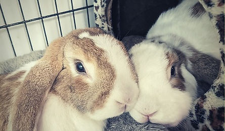 Rabbit rescue | Olinda | Rabbit Run-Away Orphanage