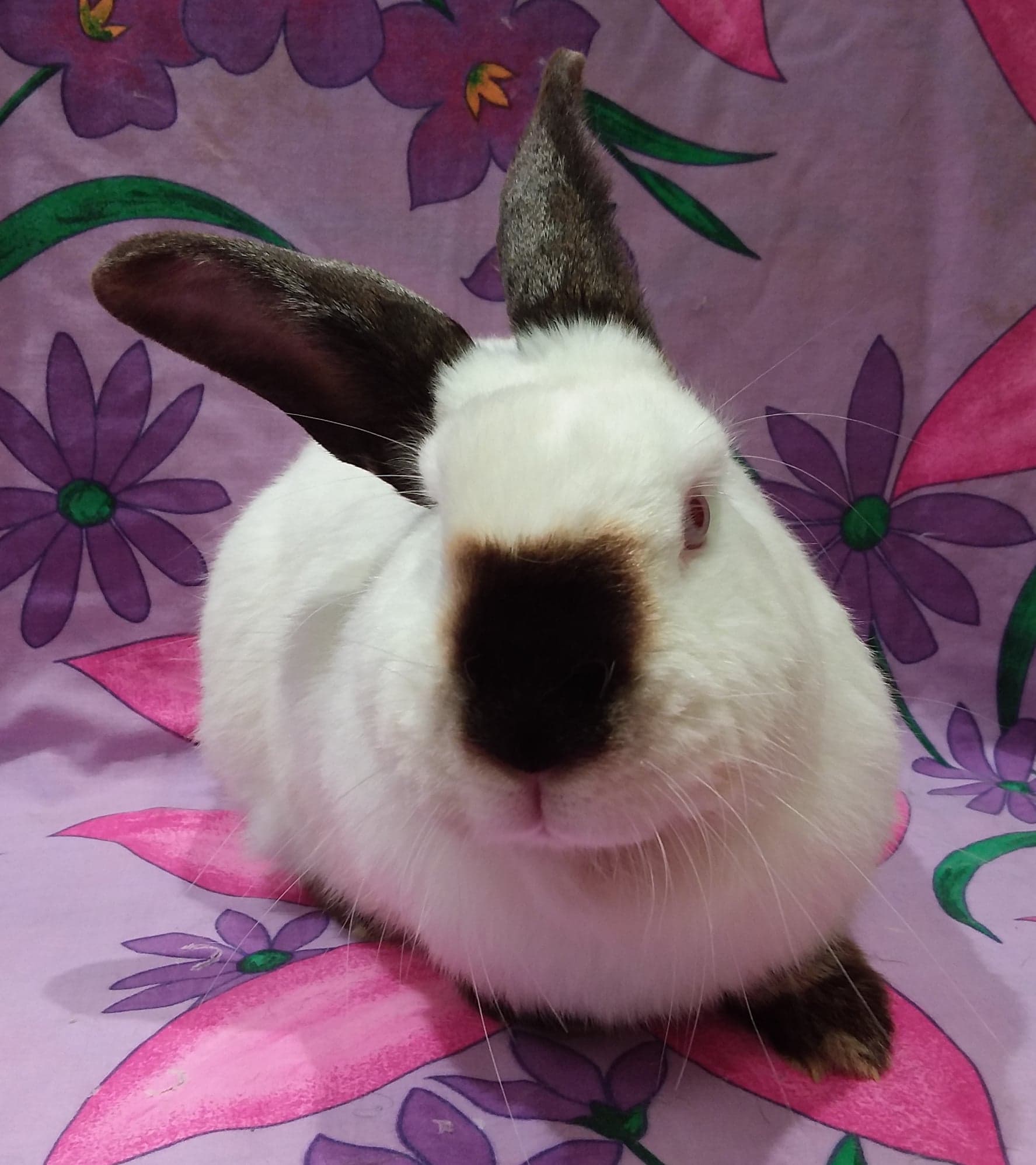 VIB Bunnies | rabbitrunaway