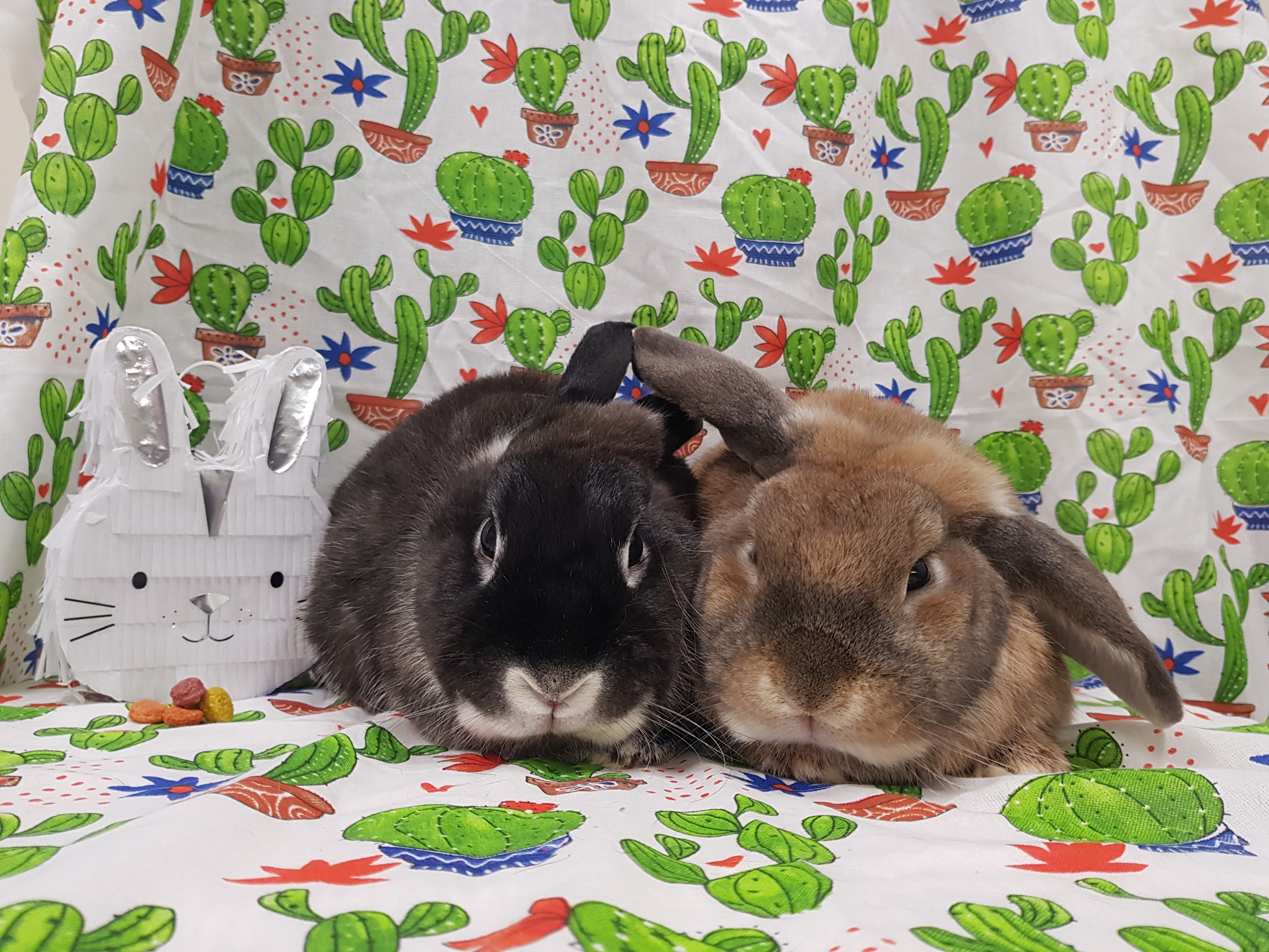Bunny Buddies | Rabbit rescue | Olinda | Rabbit Run-Away Orphanage