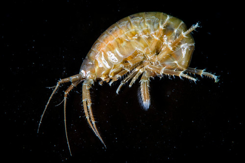 Freshwater Scuds/ Gammarus/ Amphipods | RainbowRiverAquatics