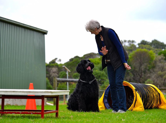 PHOTO ARCHIVE | wondog