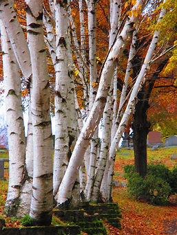 OUR CEMETERY | Riverhurst Cemetery