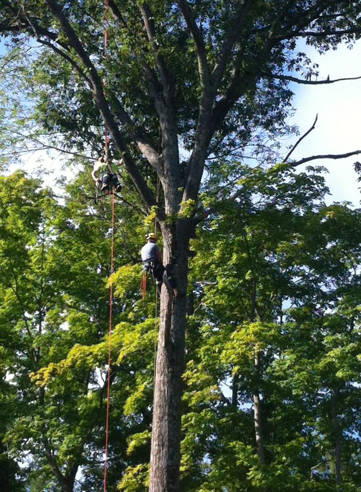 Adamson Tree Experts-Experts in Your Tree Care