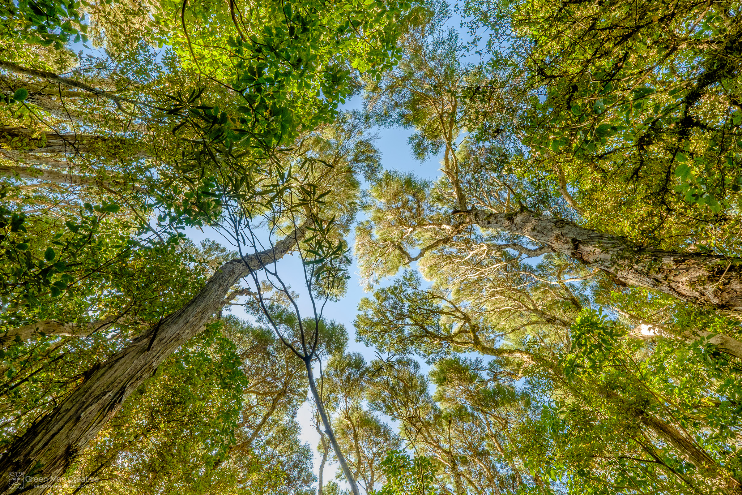 Walking & Tramping Peel Forest | The Lookout Peel Forest | Peel Forest