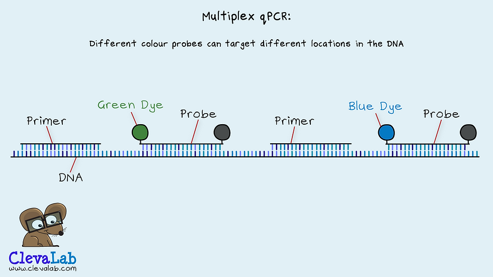 What Are PCR and qPCR?