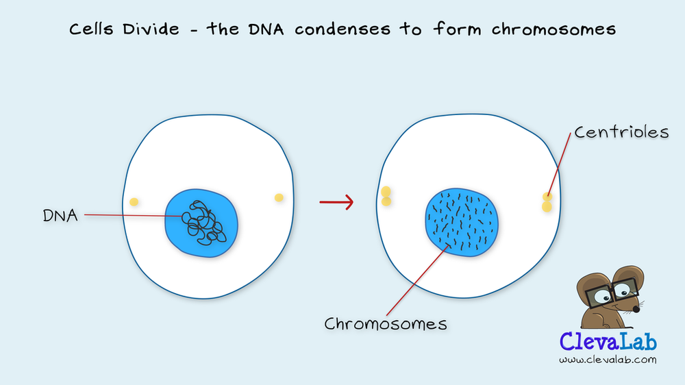 The Basic Principles of a Cell