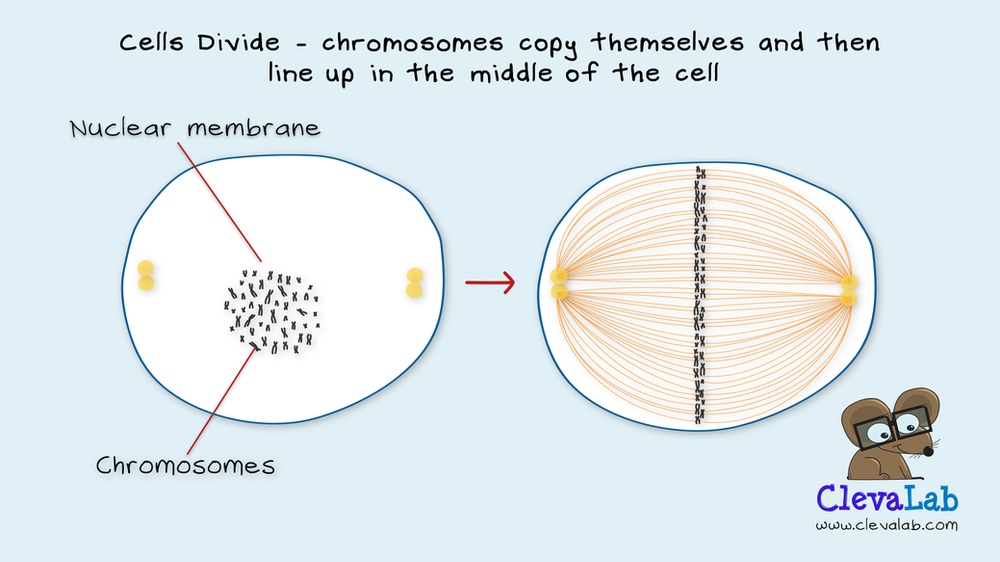 The Basic Principles of a Cell