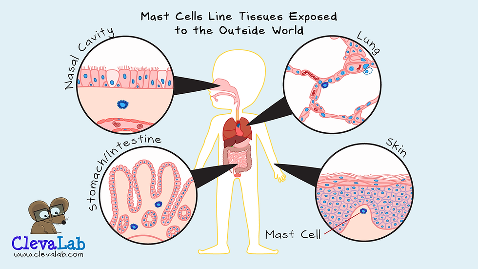 Mast Cells - Normal Role, Allergies, Anaphylaxis, MCAS and Mastocytosis.