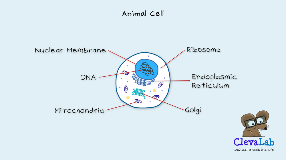 The Basic Principles of a Cell
